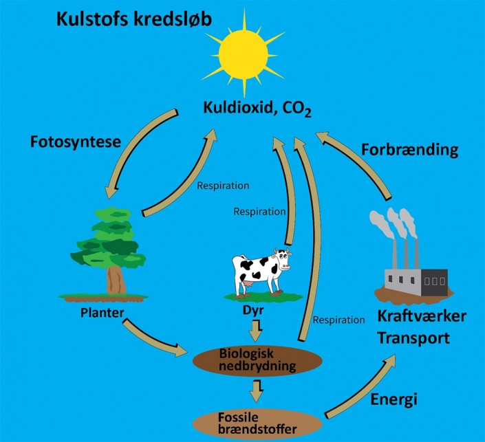 Kredsløb i naturen – Knoklepokle